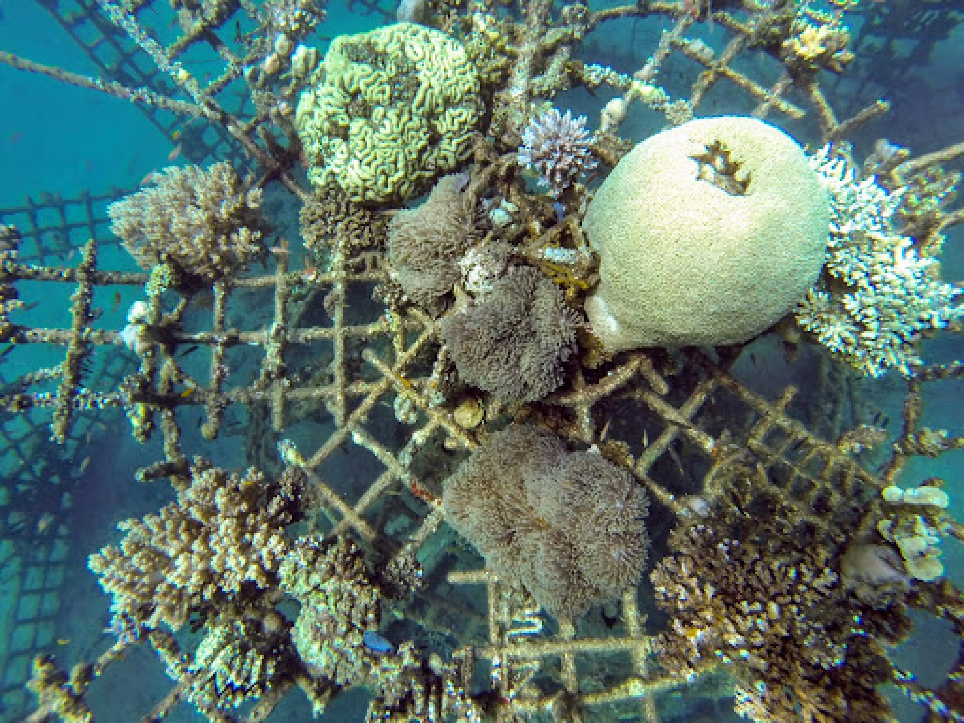 QGroup | Qgroup supports the next-generation coral reef restoration ...